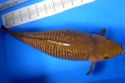 Chagoi Koi: Everything You Need to Know About These Friendly Giants