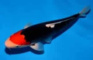 Koi variety Discover 30 Stunning Koi Fish Varieties | Ultimate Guide