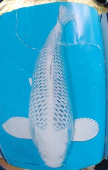 Matsuba koi ⭐ Complete Guide to Stunning Matsuba Koi: Colors, Patterns ...