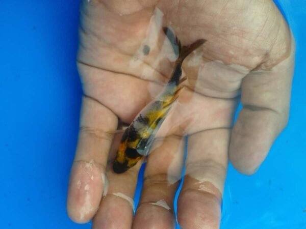 how to cull koi fry Quality Koi fry selection guide 2021