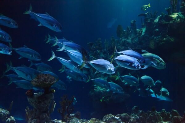 Fish Facts Fun Facts about Fascinating Fish
