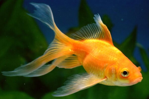 Types of goldfish Comprehensive Guide to Goldfish Types: Breeds, Care ...