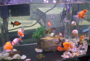 How can I make my goldfish tank more attractive? 10 Tips for Making ...