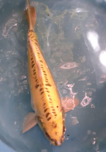 Matsuba koi ⭐ Complete Guide to Stunning Matsuba Koi: Colors, Patterns ...