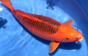Matsuba koi ⭐ Complete Guide to Stunning Matsuba Koi: Colors, Patterns ...