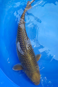 Koi variety Discover 30 Stunning Koi Fish Varieties | Ultimate Guide