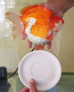 Ryukin Goldfish 101: Everything You Need to Know Before Bringing Home ...