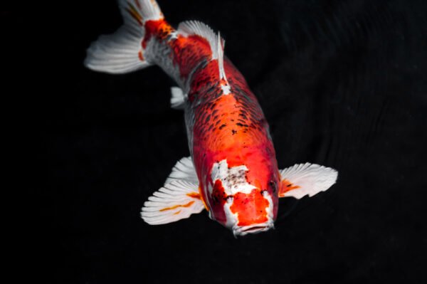 Male Koi Fish Care: Growth, Breeding & Health Tips (2025) April 2, 2026