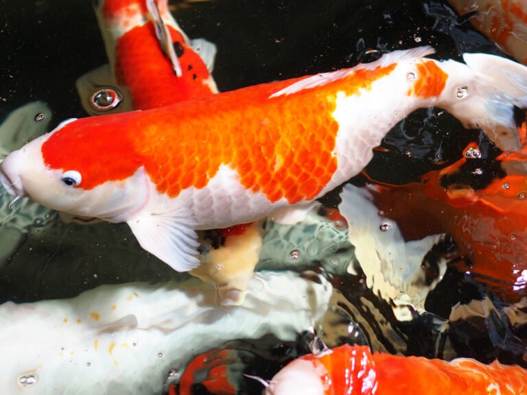 Bloated Koi Fish? 7 Causes & Quick Fixes to Save Your Fish