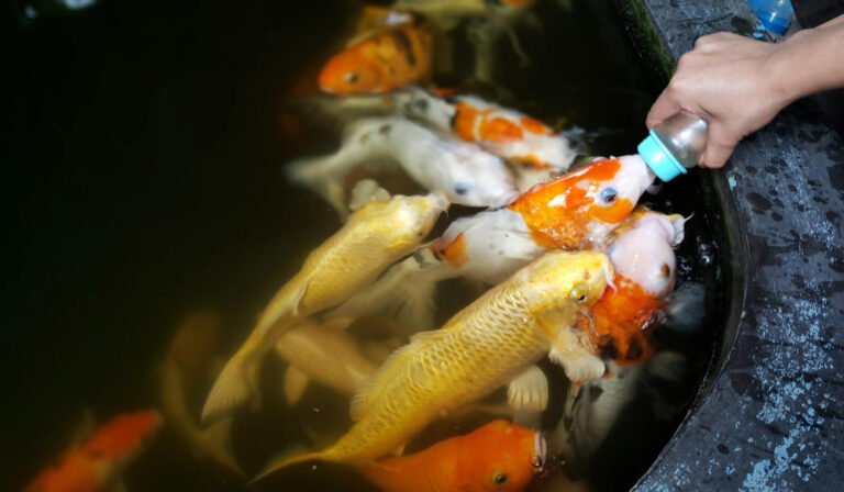 Buying koi fish 5 Must-Know Koi Fish Tips: Costs, Quality & Lucky Colors