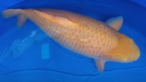 Karashigoi Koi: The Mustard Beauty Every Pond Needs