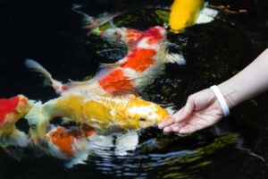 How Often should you Feed Koi Fish? Expert Tips for Healthy Growth
