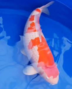 The Most Expensive Koi Fish Ever Sold: A Deep Dive into the World of ...