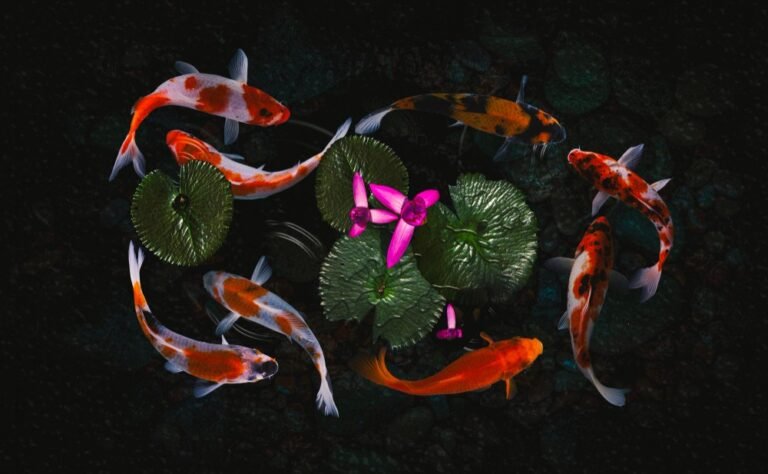 9 koi fish feng shui Discover the Symbolism and Benefits of 9 Koi Fish ...